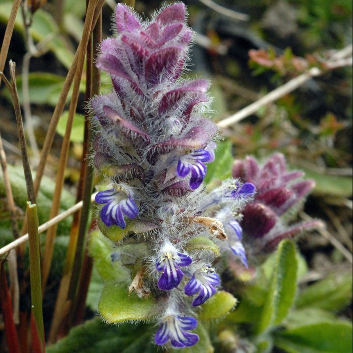 Main Springtime Flowers | The Wild Flower Society