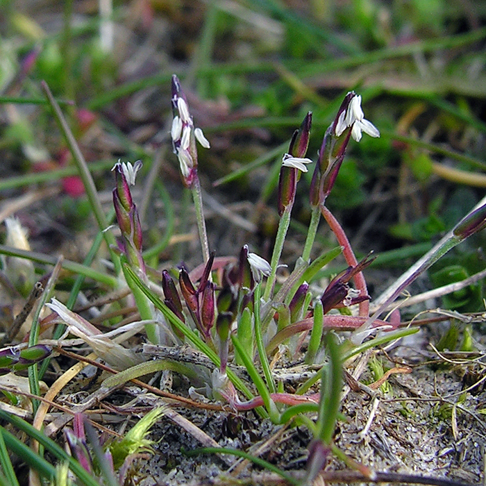 Early Flowering Plants | The Wild Flower Society