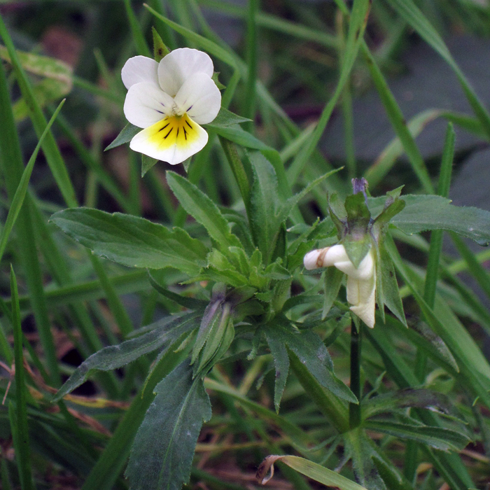 Main Springtime Flowers | The Wild Flower Society
